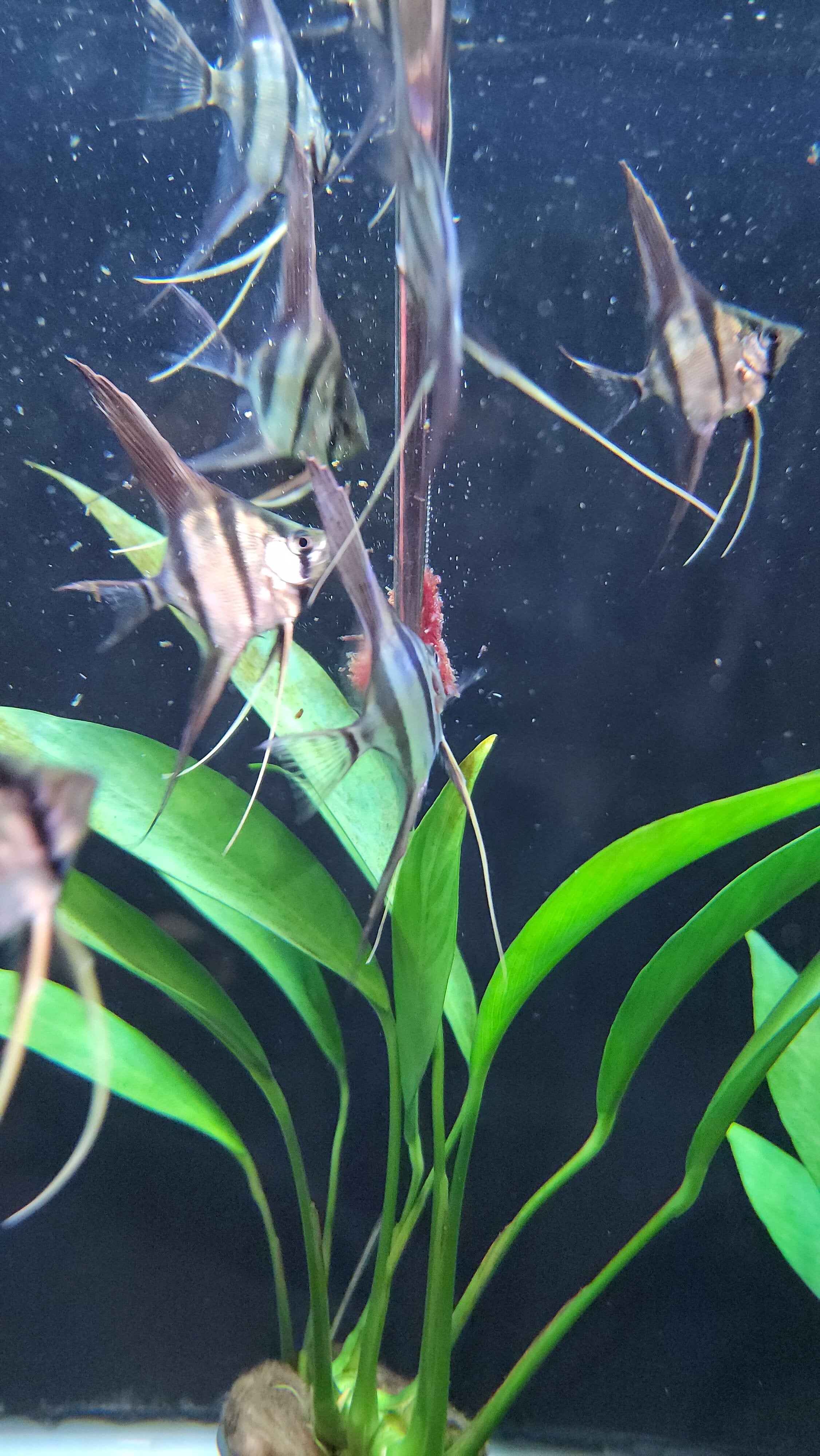 Tank Raised Rio Atabapo F2 Altum Angelfish for sale online ...