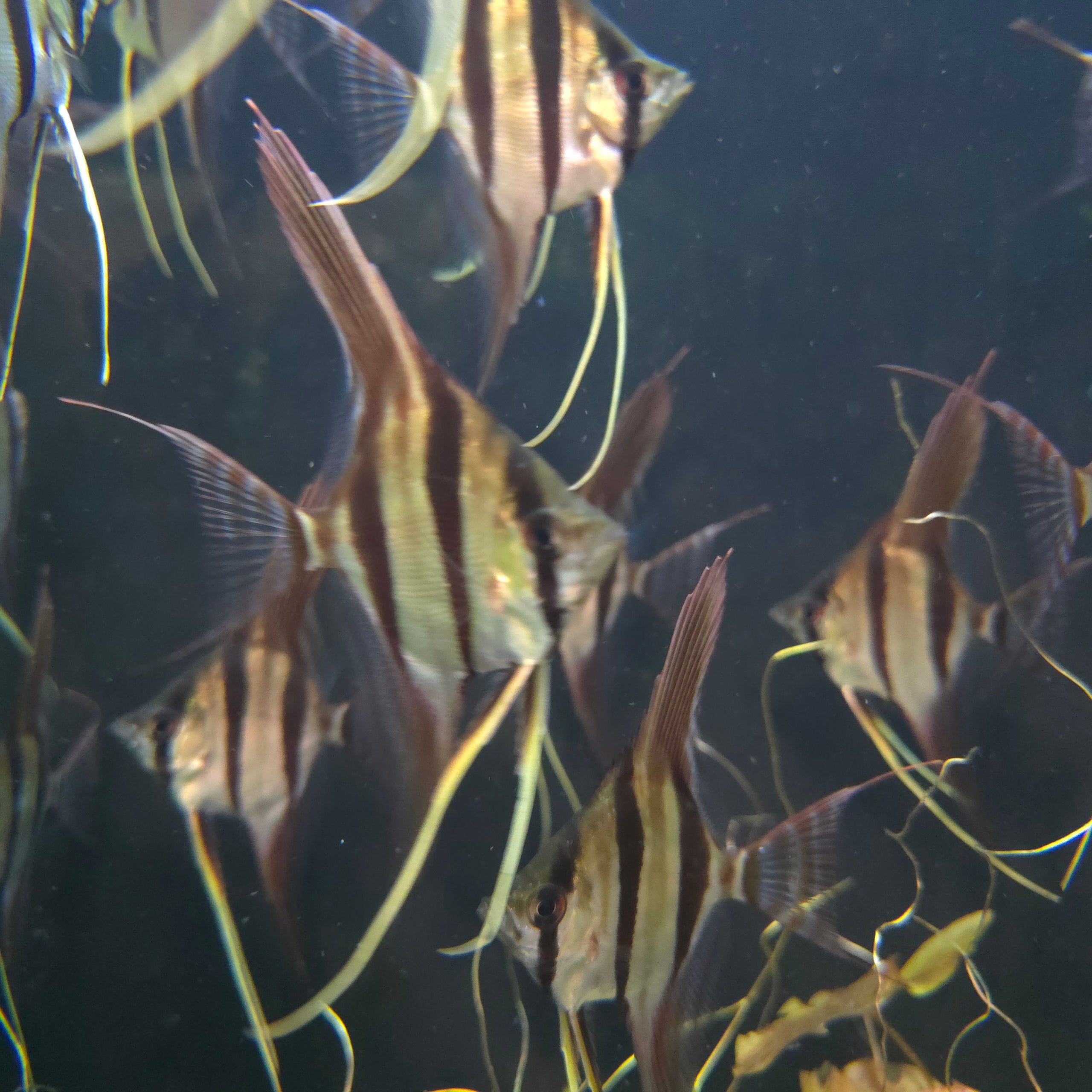 Captive Bred F1 Rio Atabapo Altum Angelfish Free UPS Shipping ...