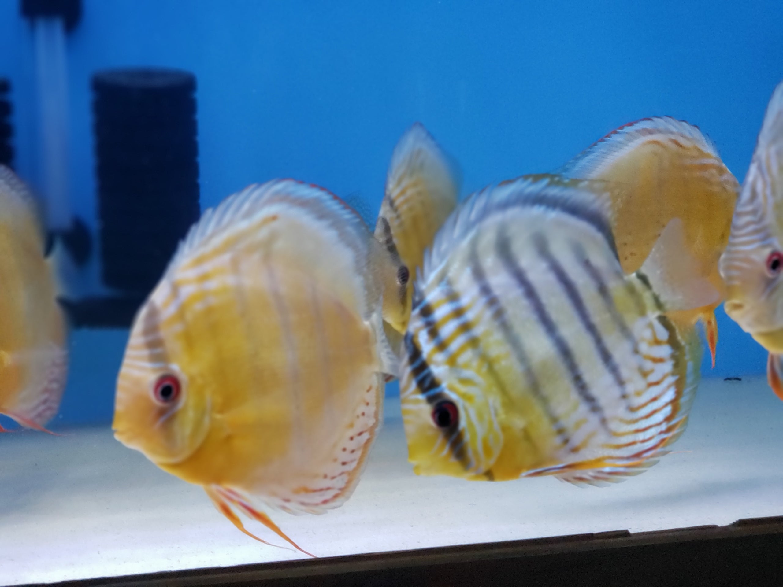 Malaysian Discus Fish, Wild Discus Fish, Pterophyllum Altum Angelfish ...