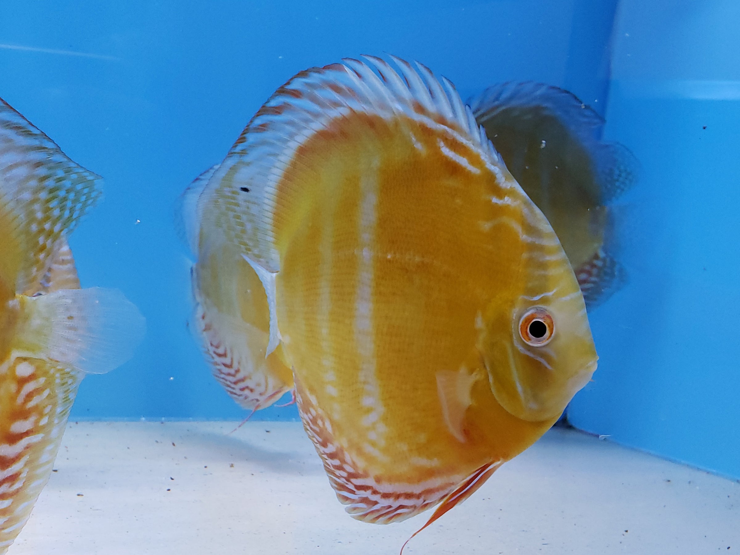 Wild Caught Discus Fish from Brazil available for sale Discus America ...