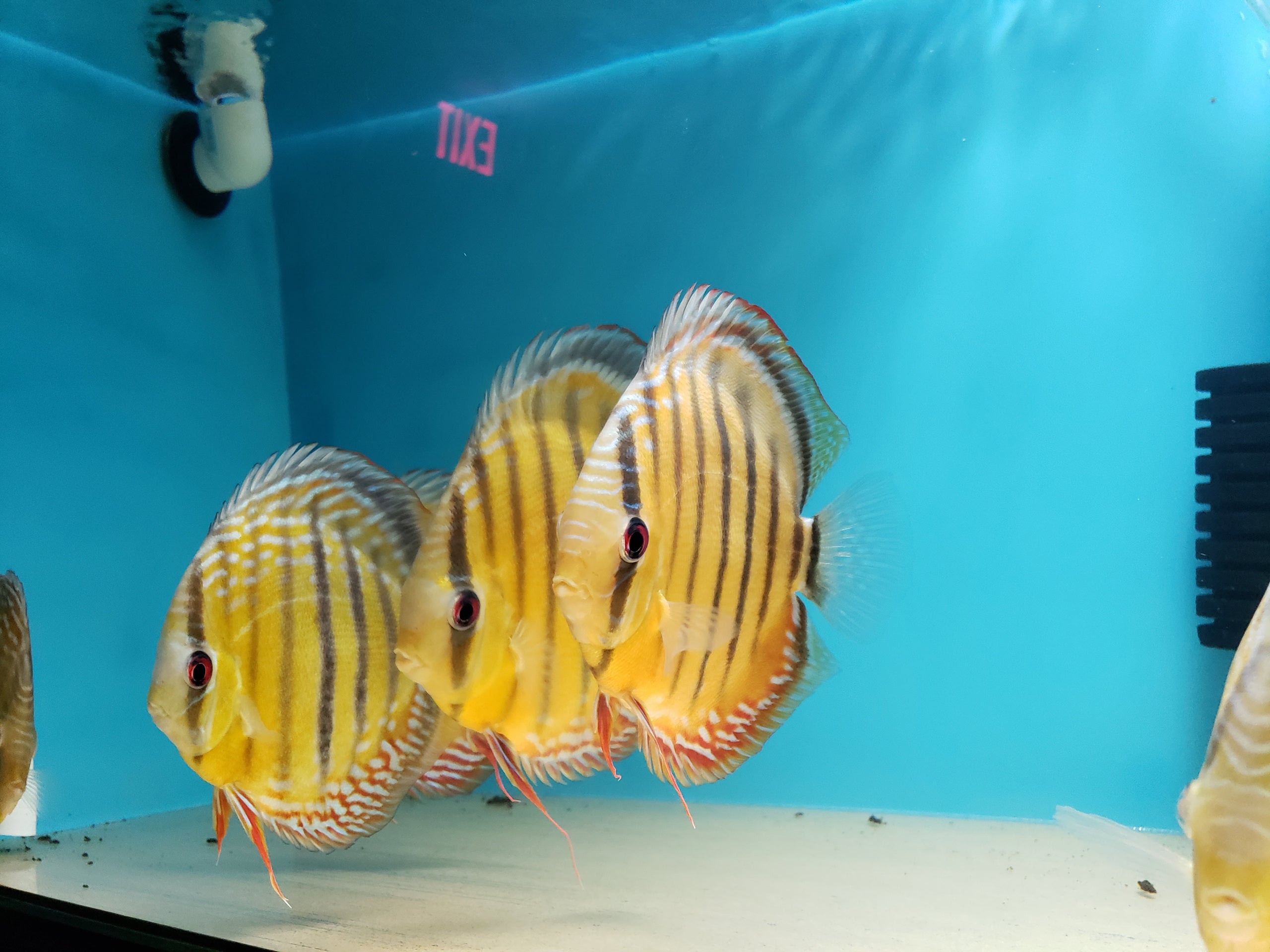 Malaysian Discus Fish, Wild Discus Fish, Pterophyllum Altum Angelfish ...
