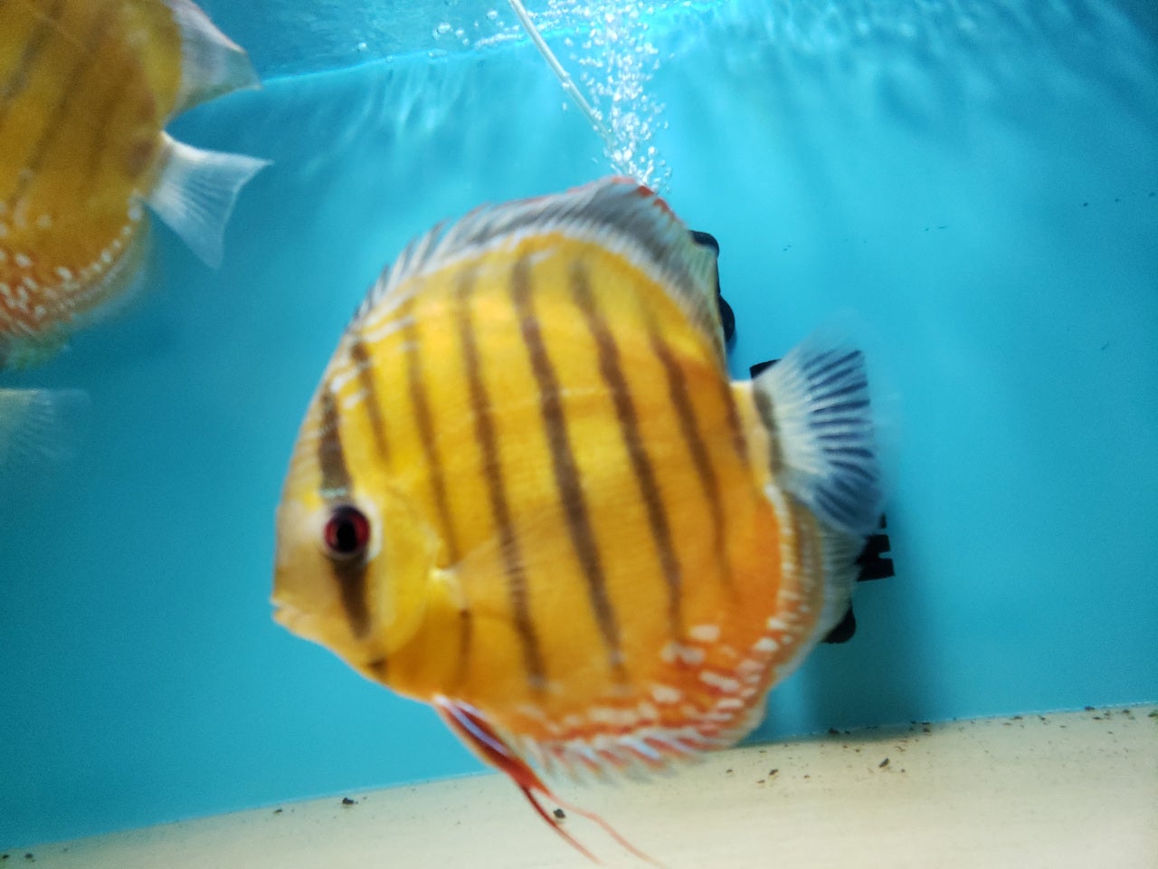 Malaysian Discus Fish, Wild Discus Fish, Pterophyllum Altum Angelfish ...