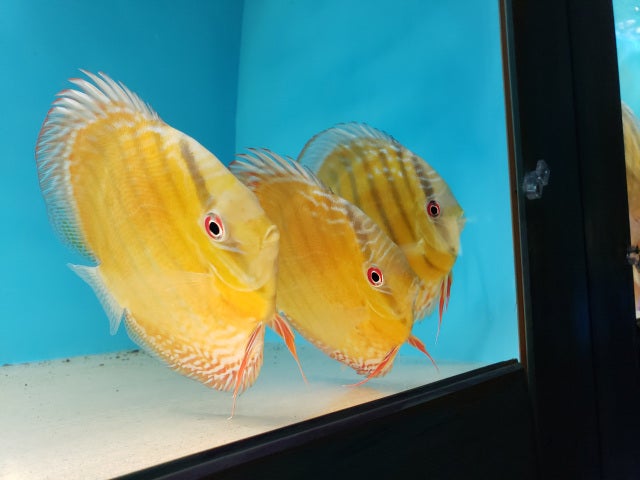 Malaysian Discus Fish, Wild Discus Fish, Pterophyllum Altum Angelfish ...