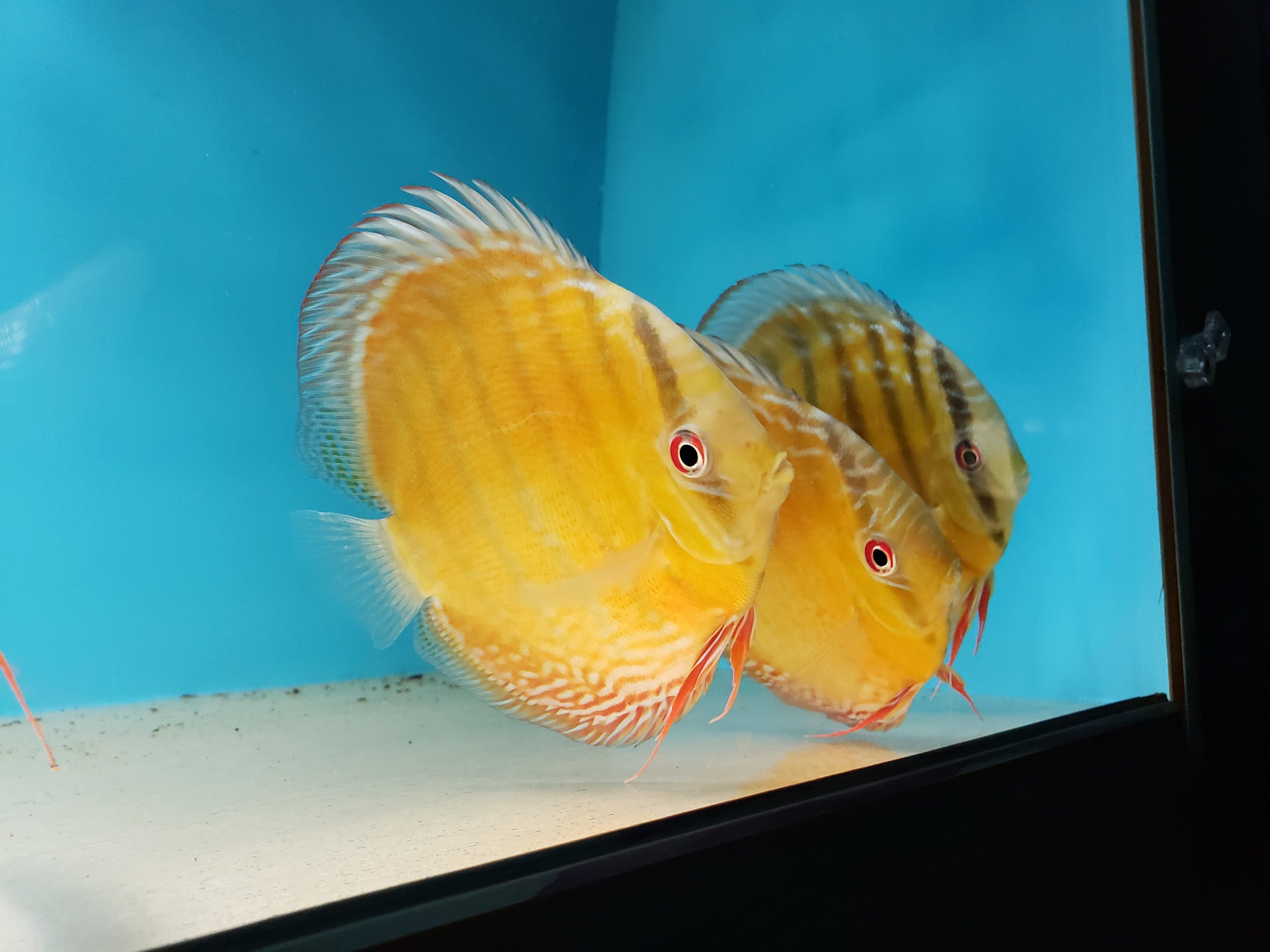 Malaysian Discus Fish, Wild Discus Fish, Pterophyllum Altum Angelfish ...